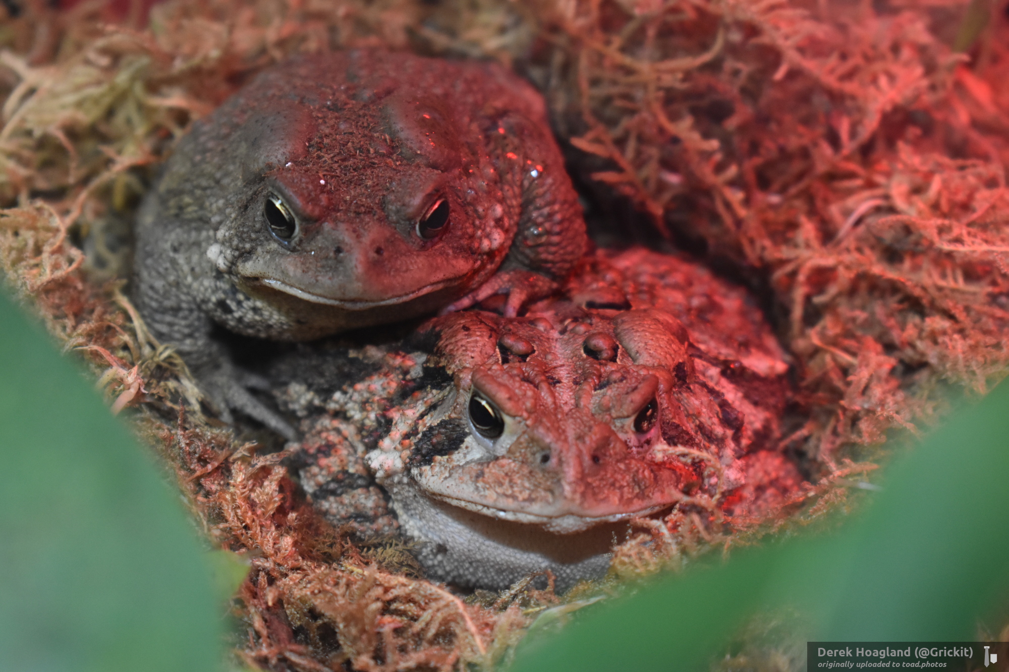 toad.photos